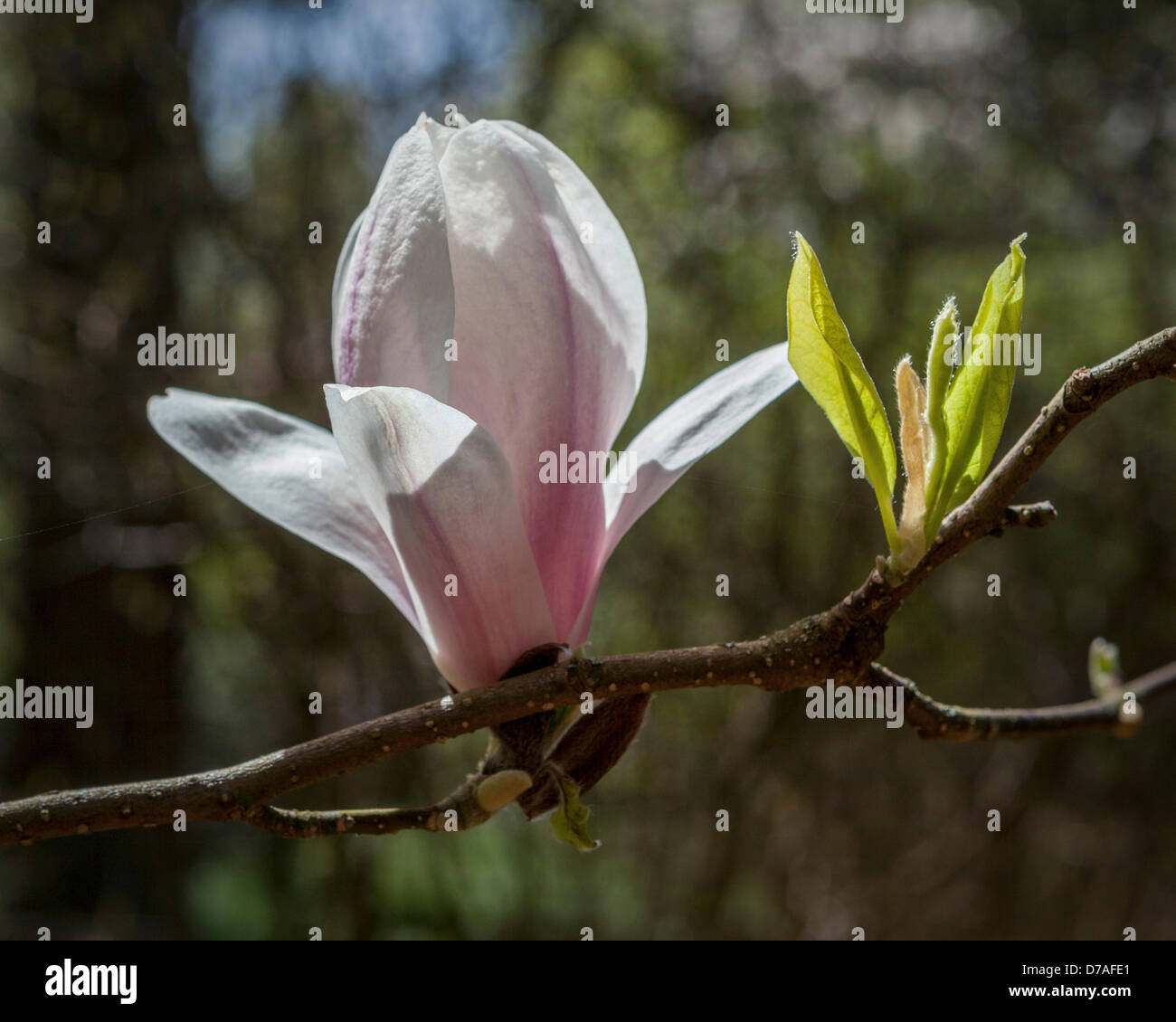 Isabella plantation sunshine seasonal park garden tree hi-res stock ...