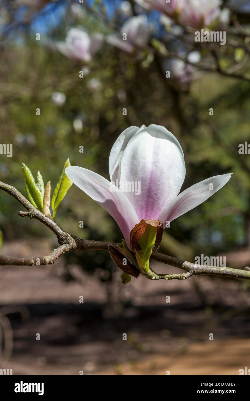Isabella plantation sunshine seasonal park garden tree hi-res stock ...
