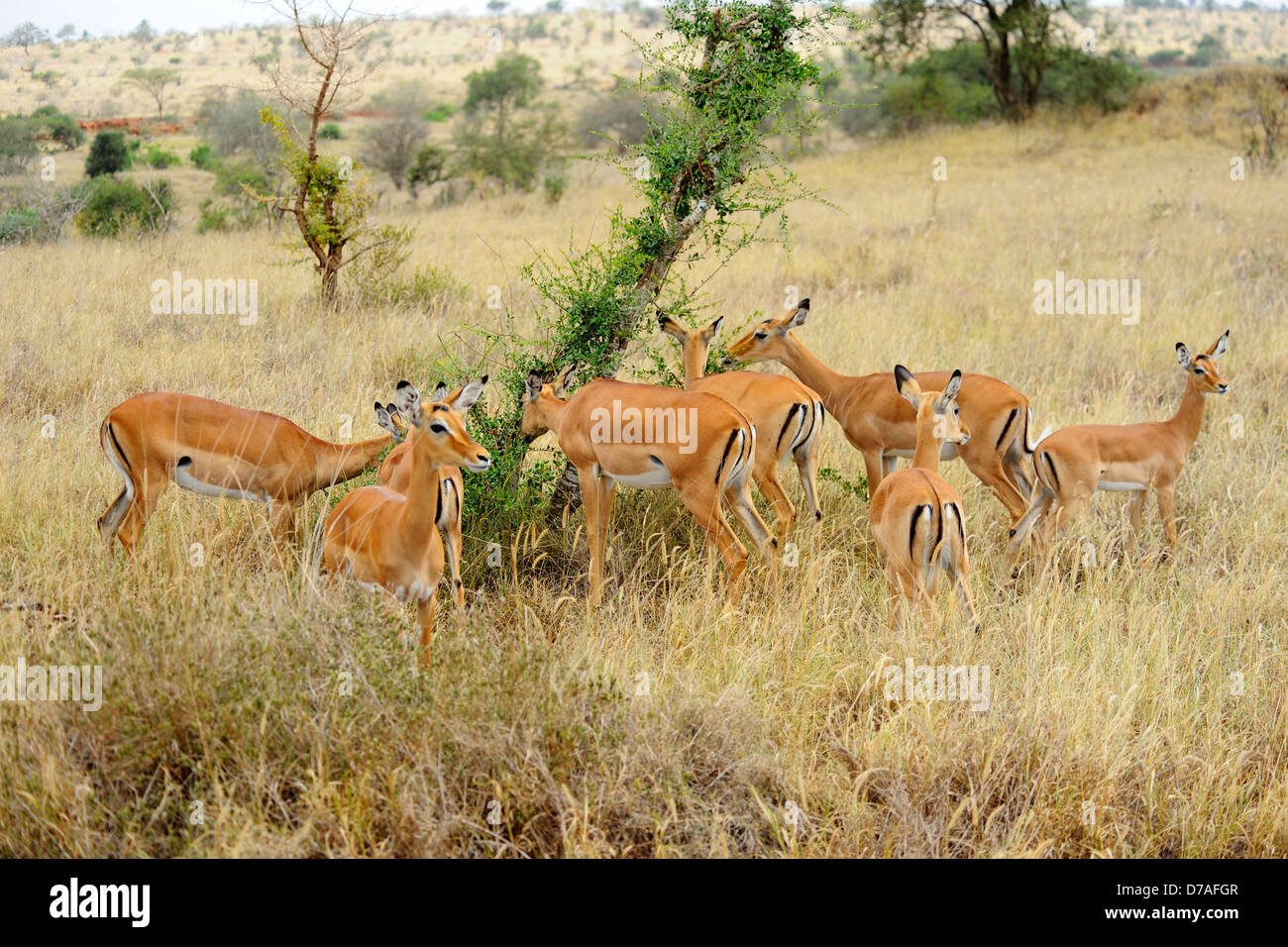 Herd of female impala in Taita Hills Game Reserve, Kenya, East Africa ...