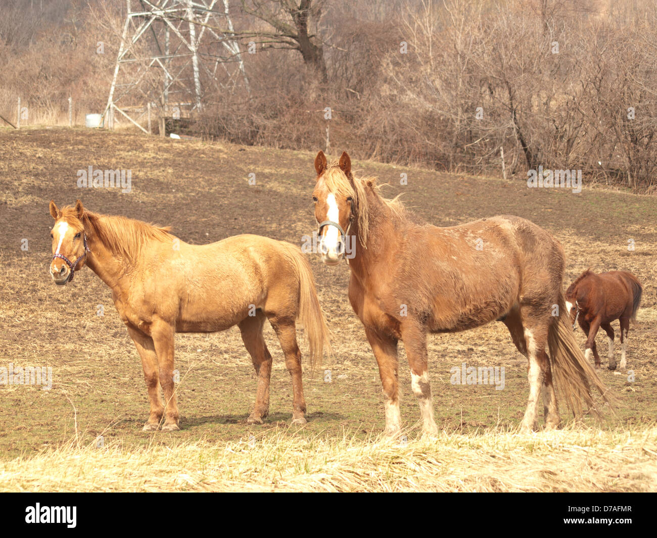 horses in a field Stock Photo - Alamy