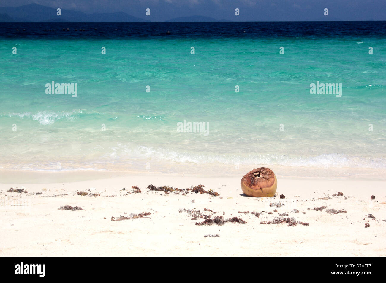 Sea nut hi-res stock photography and images - Alamy