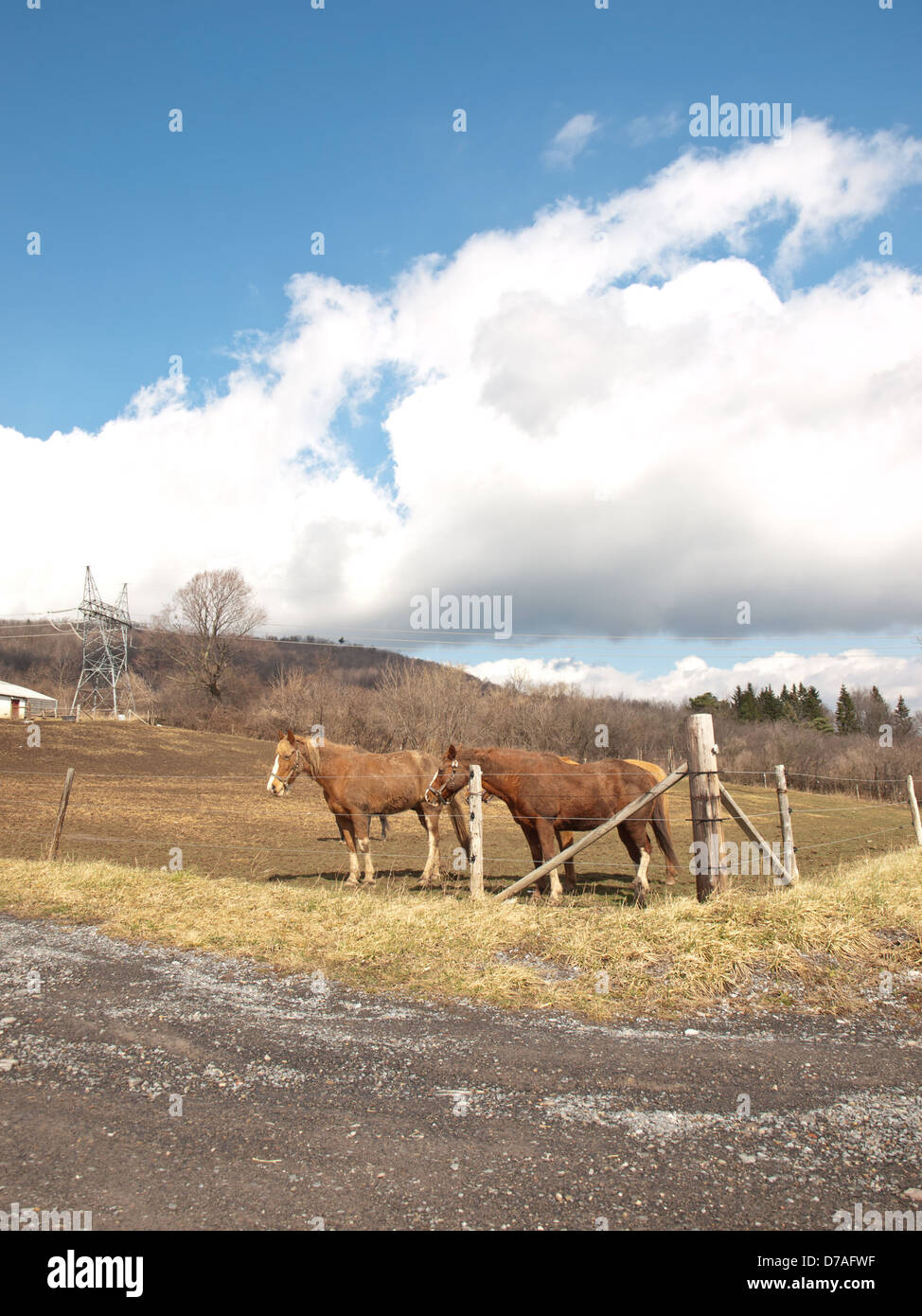 horses on farm Stock Photo - Alamy
