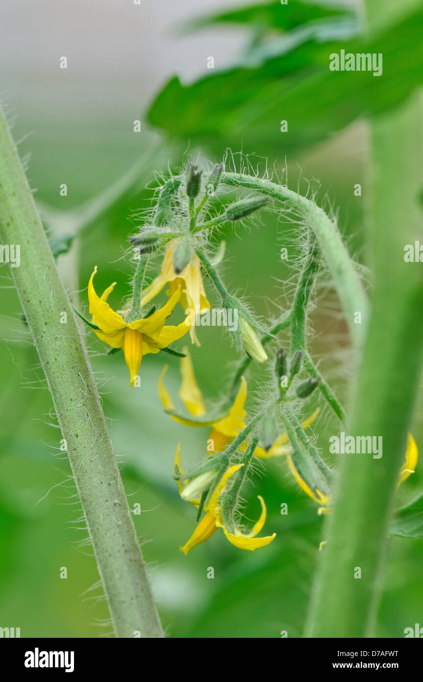 Tomato flowering hi-res stock photography and images - Alamy