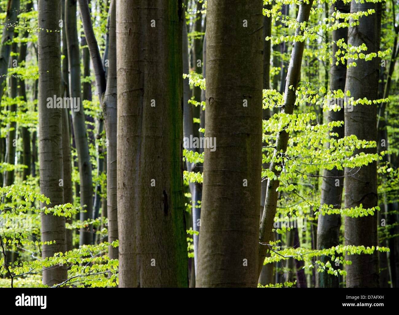 The first leaves are grow from beech trees in a beech forest in the ...