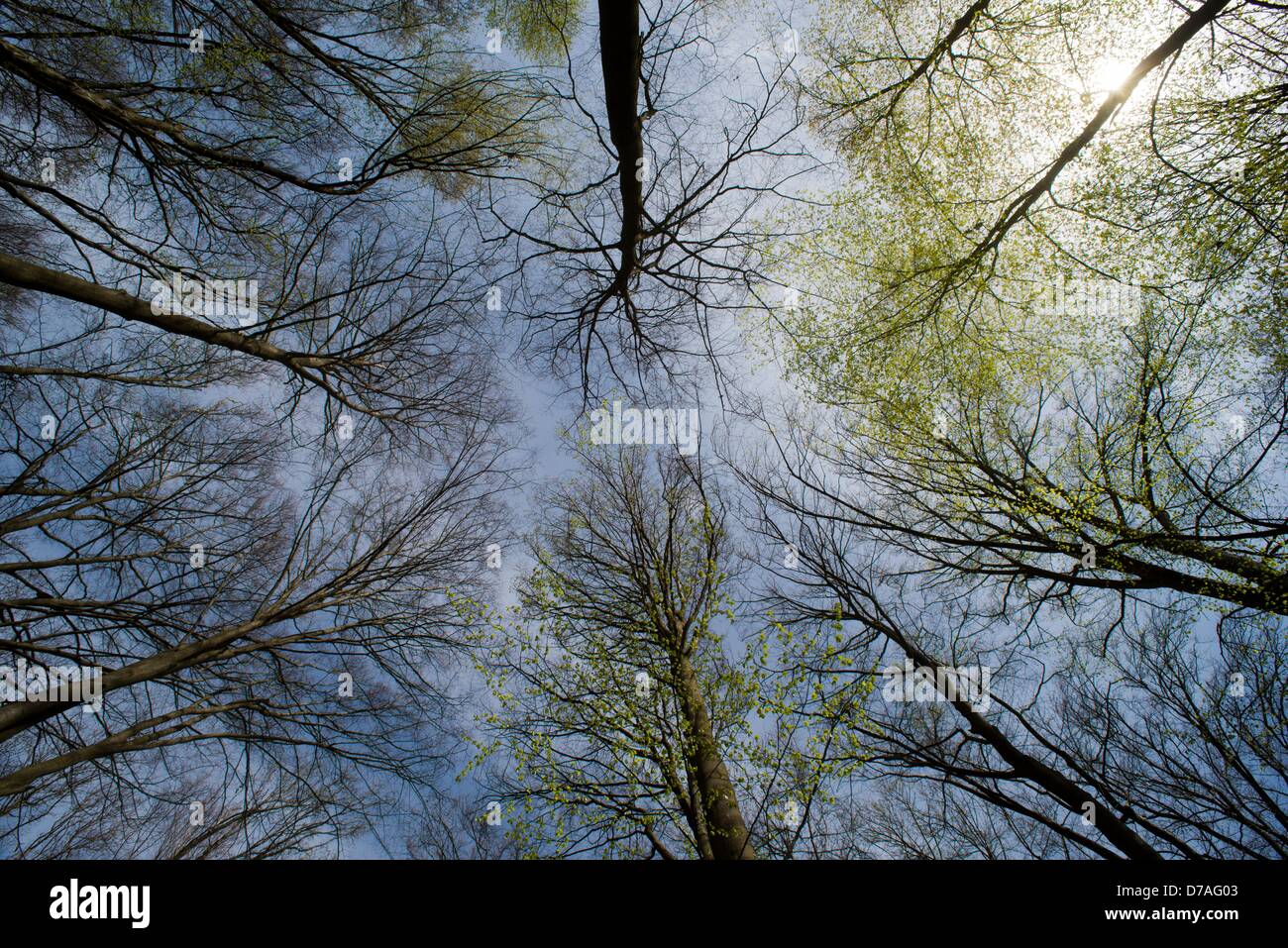 The first leaves are grow from beech trees in a beech forest in the ...