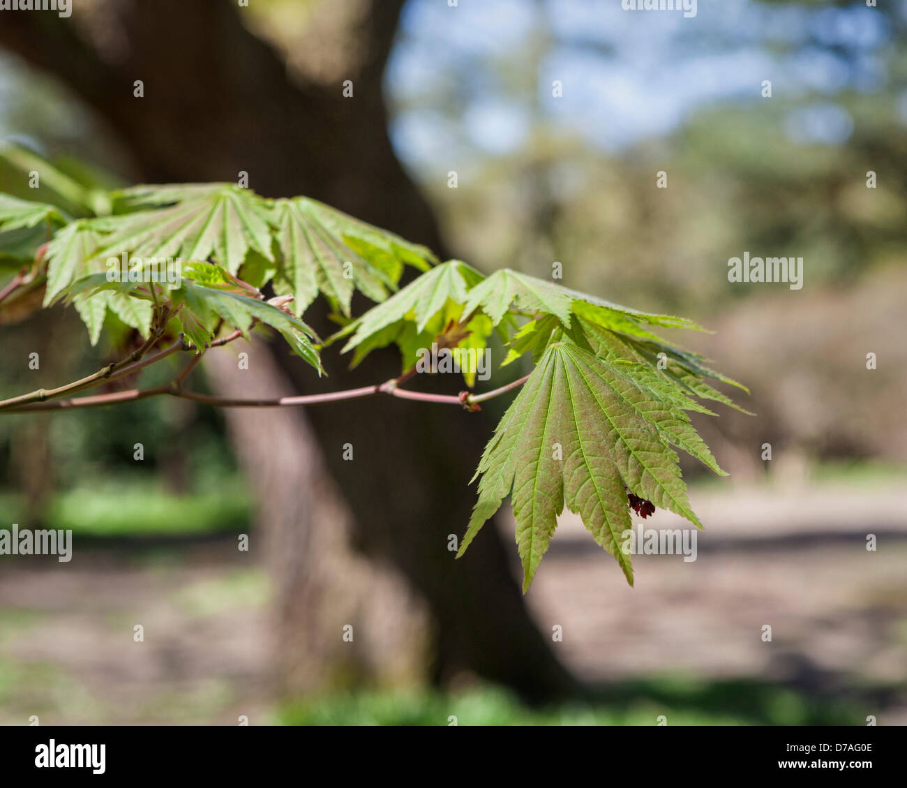 Isabella plantation sunshine seasonal park garden tree hi-res stock ...