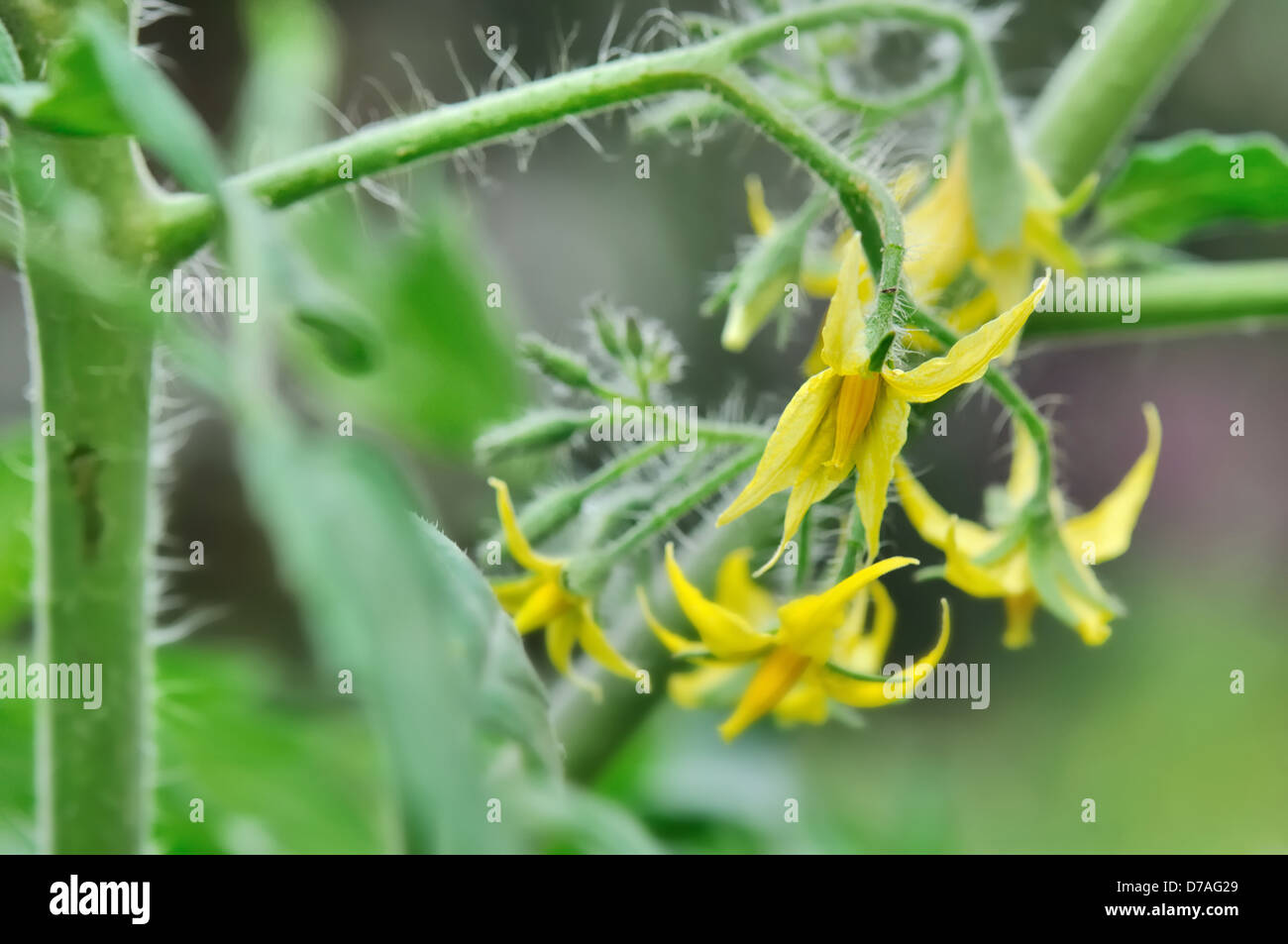 Tomato tomato plant hi-res stock photography and images - Alamy
