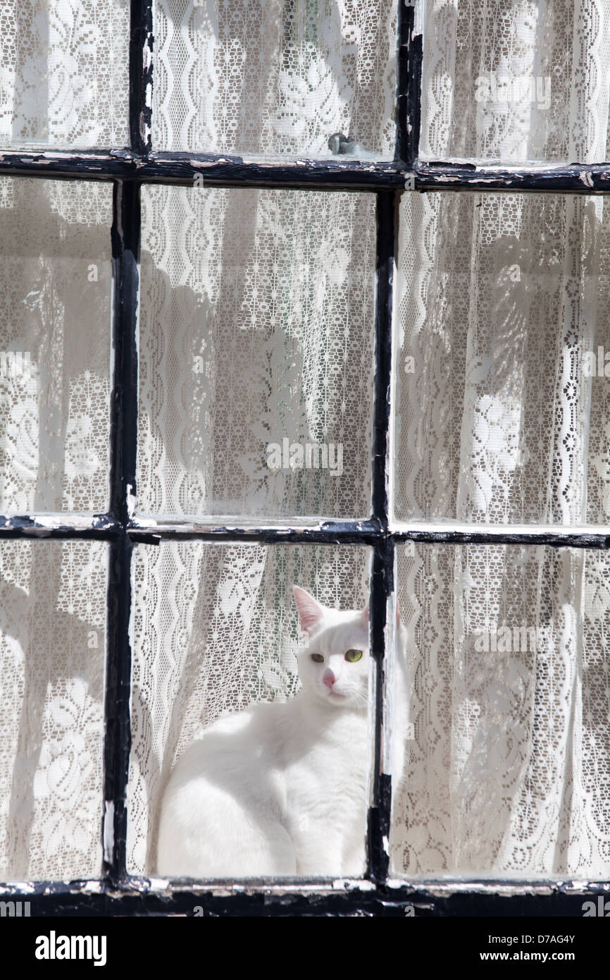 white cat in a window Stock Photo - Alamy