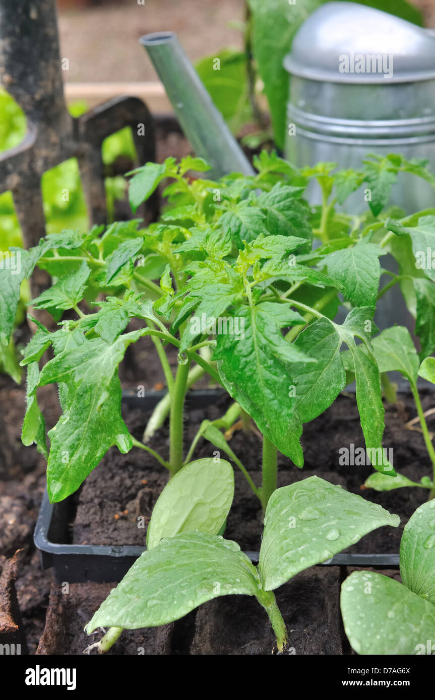 different seedlings ready to be planted in the garden with watering can ...