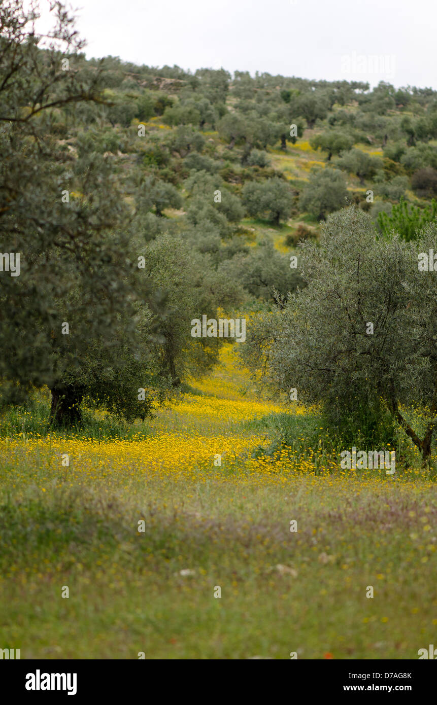 Orchard of olives in spring, Andalusia, Spain Stock Photo - Alamy