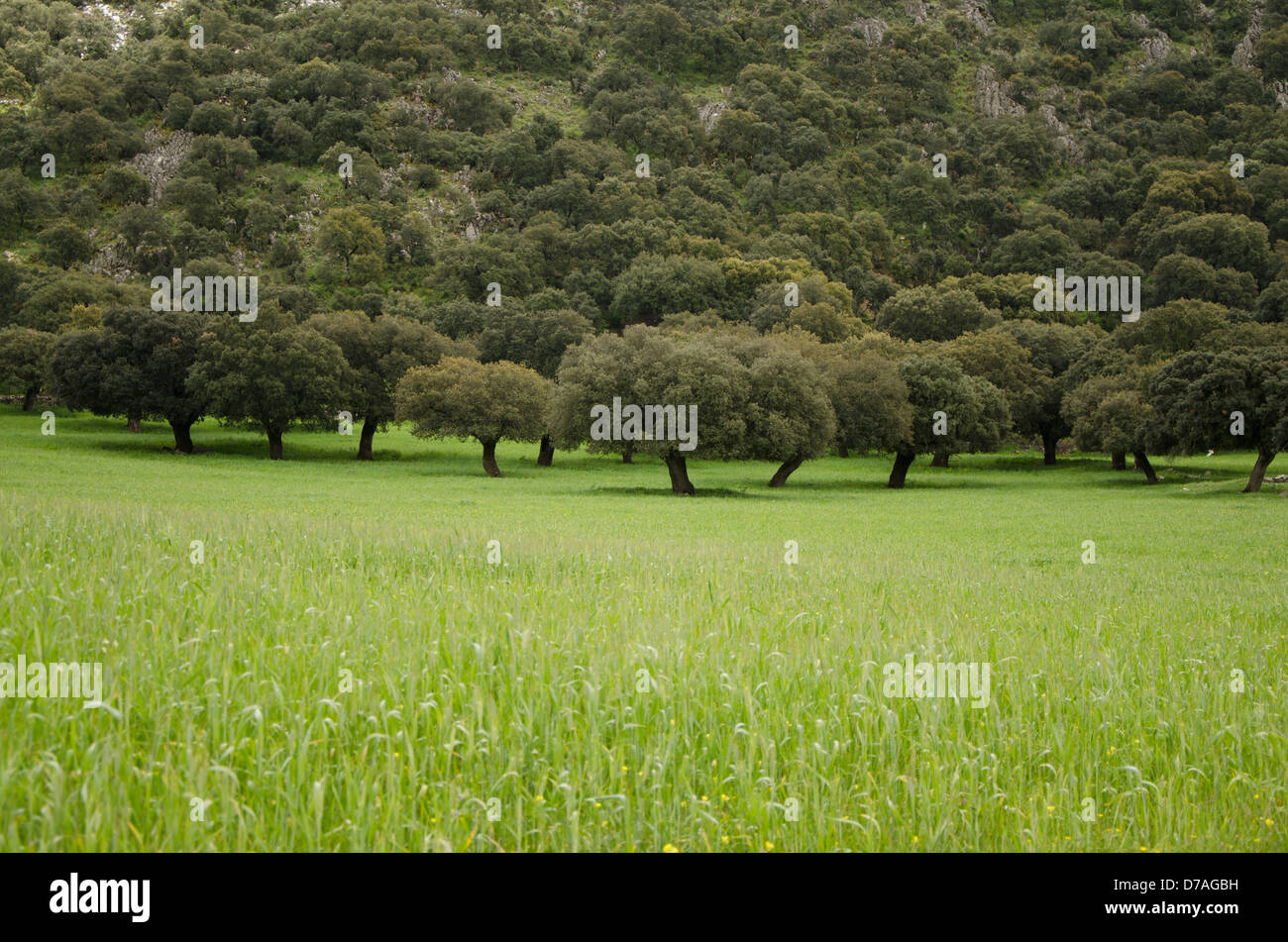 Oak tree forest behind a grass green field Stock Photo - Alamy