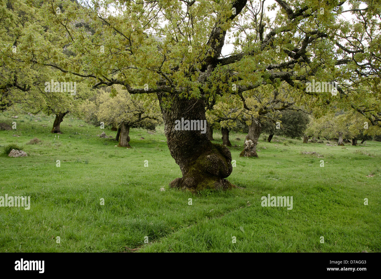 Old oak trees hi-res stock photography and images - Alamy