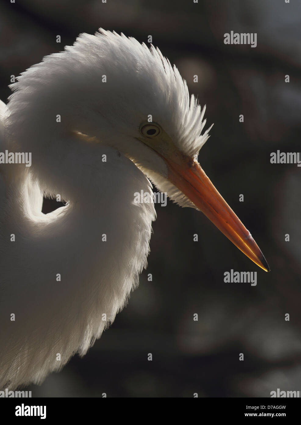 Close up of Intermediate Egret Stock Photo - Alamy