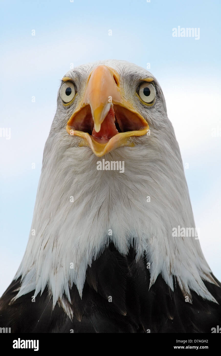 American Eagle, Bald Eagle Portrait Stock Photo - Alamy