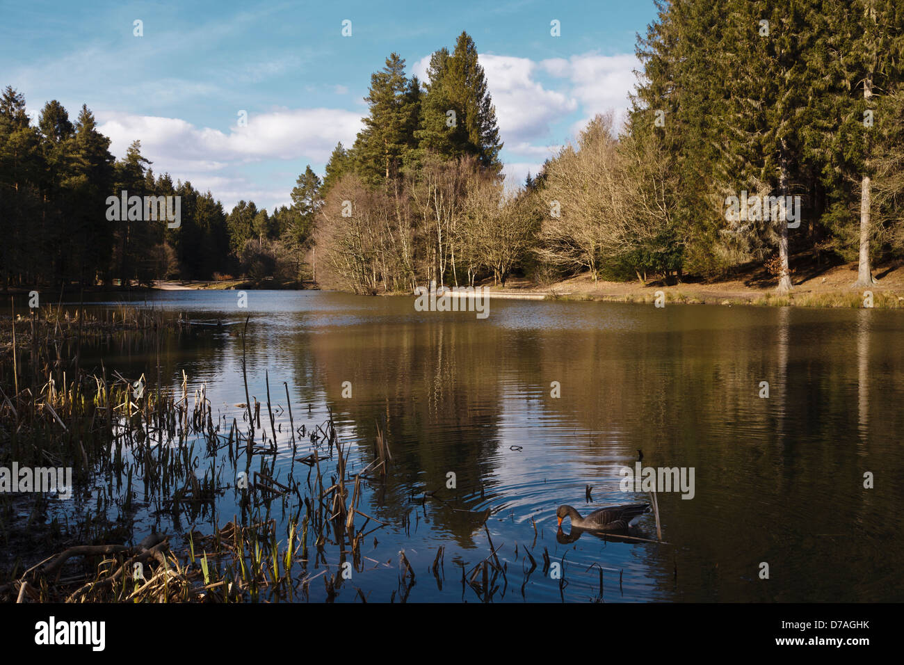 British mallards hi-res stock photography and images - Alamy