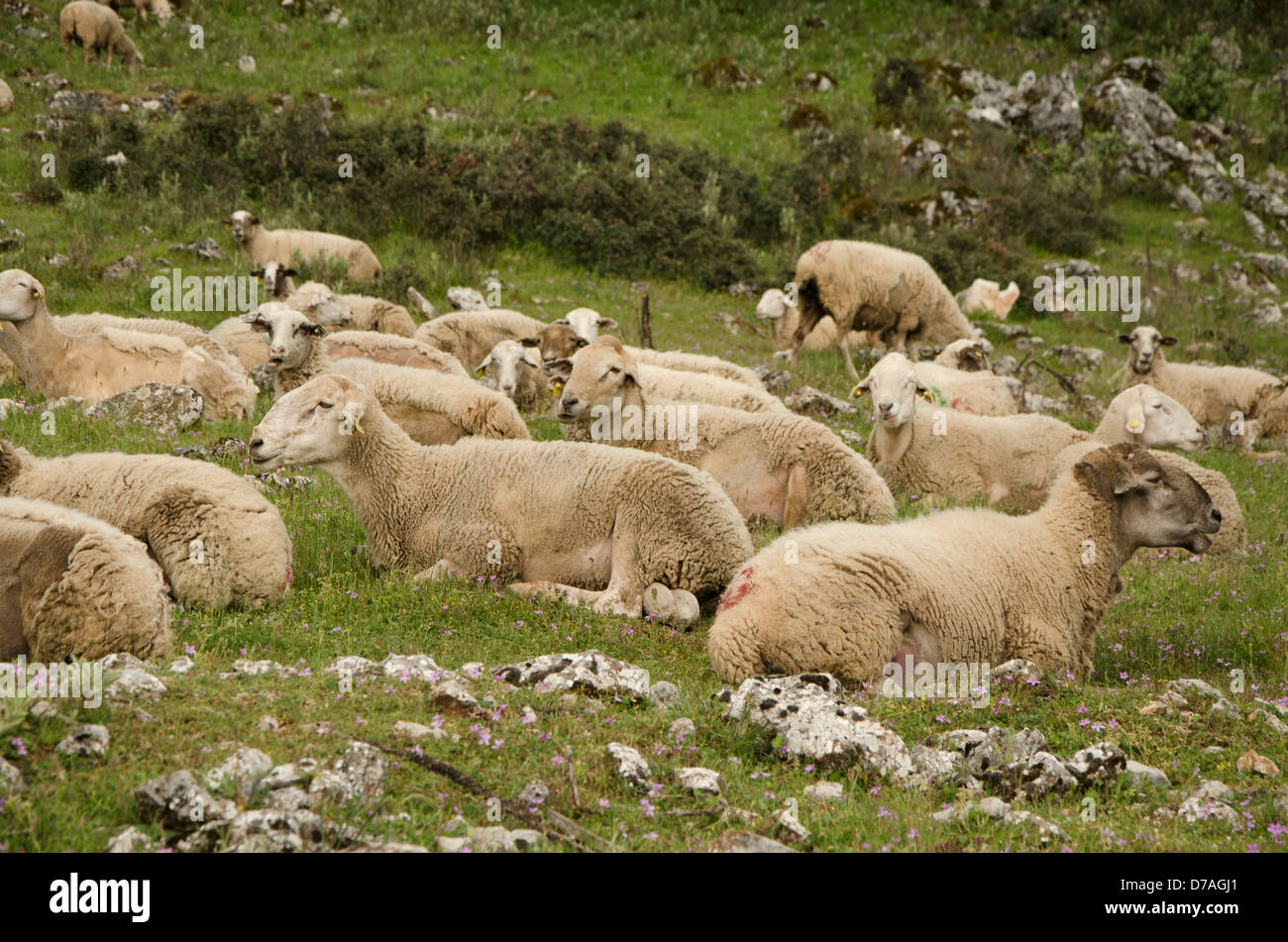 Mutton and lamb production hi-res stock photography and images - Alamy