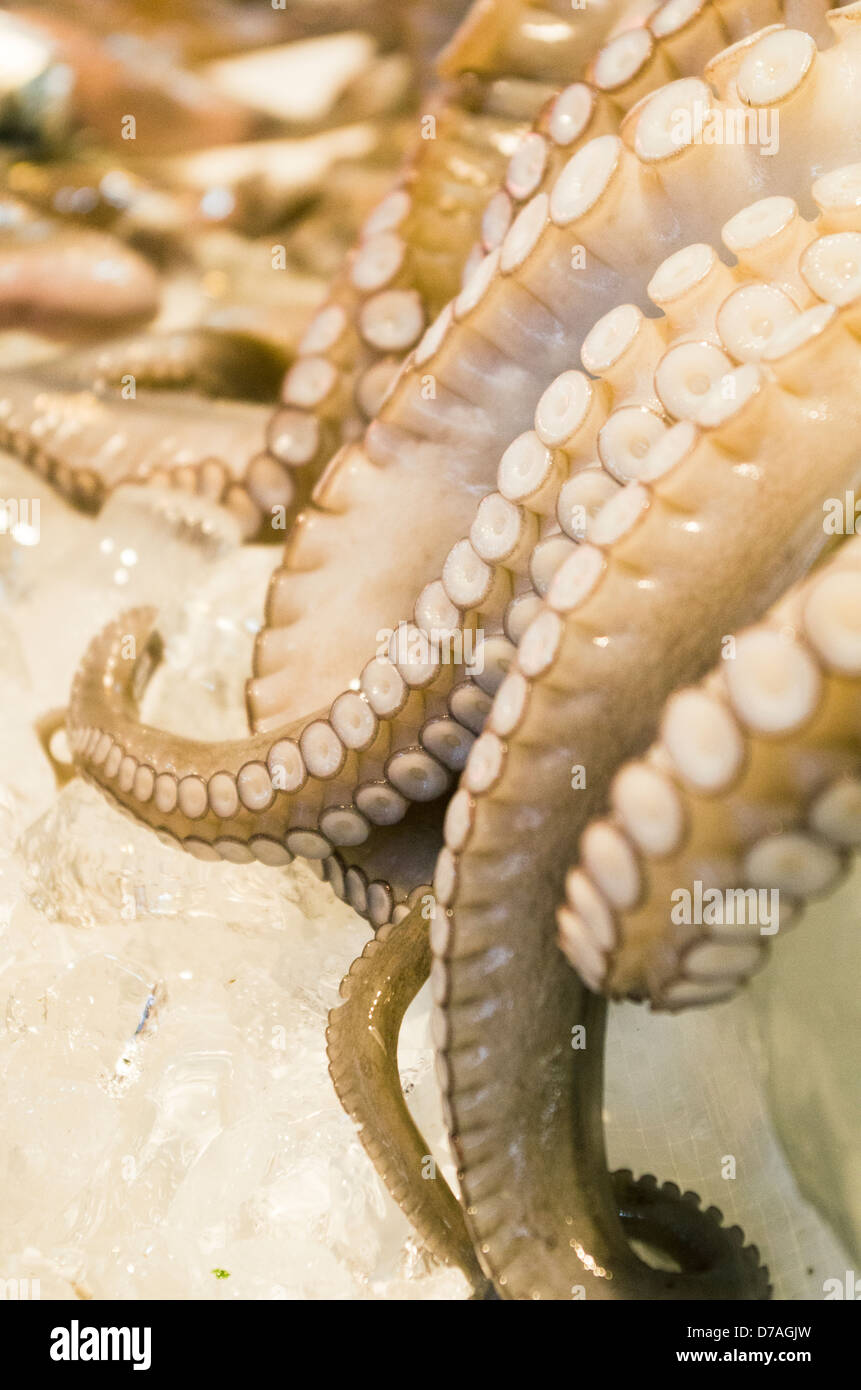 Live octopus korea hi-res stock photography and images - Alamy