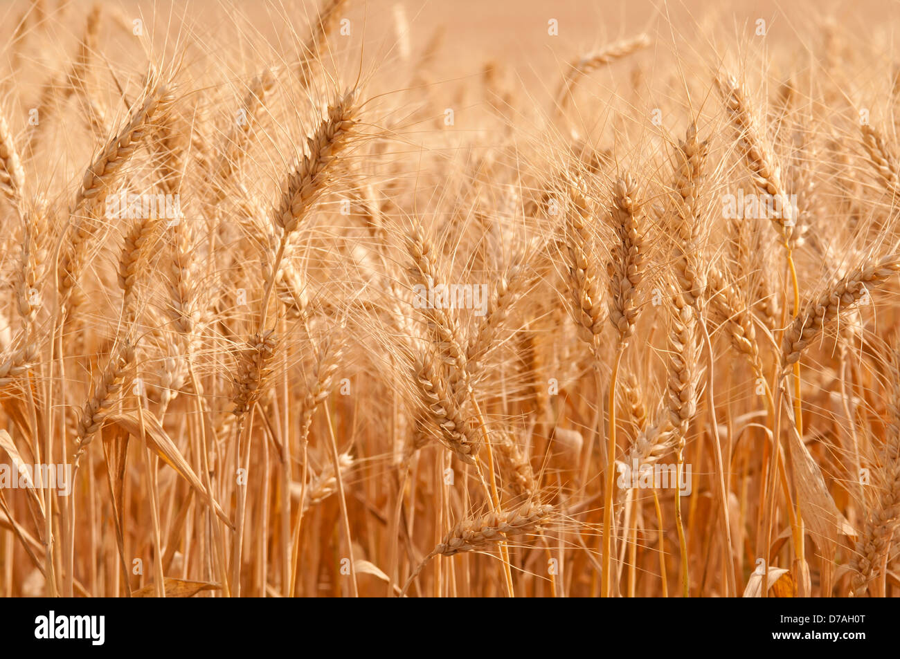 Wheat field Ready to harvest Stock Photo - Alamy