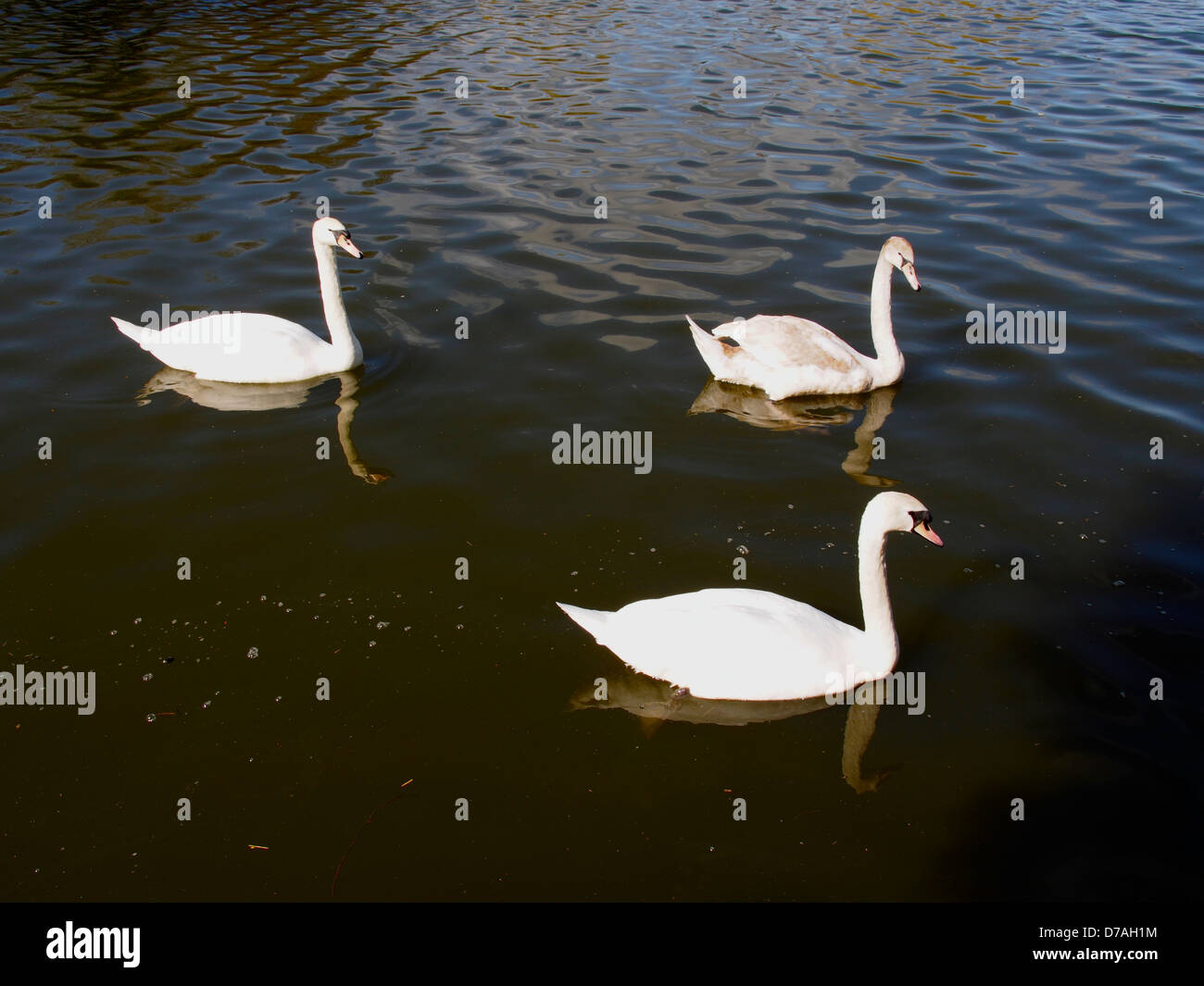 Three mute swans swimming Stock Photo - Alamy