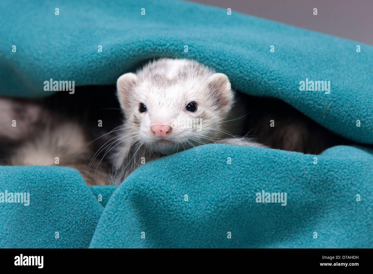 Curious ferret peeks out Stock Photo - Alamy