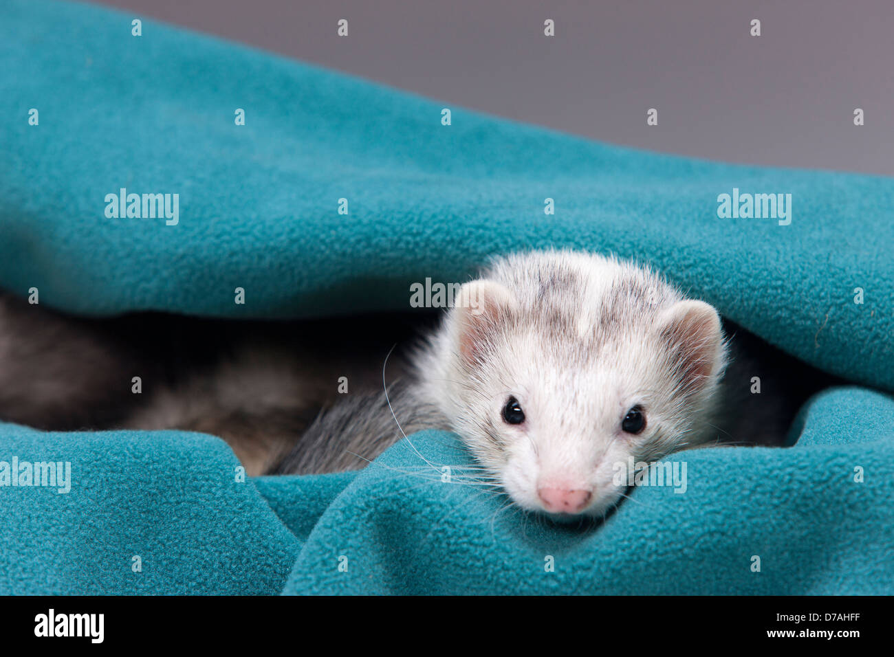 Ferret Face High Resolution Stock Photography and Images - Alamy