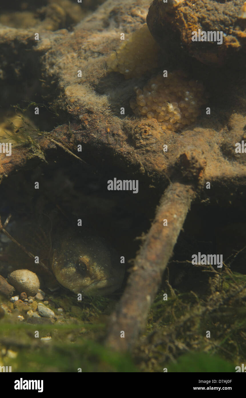 Bullhead hi-res stock photography and images - Alamy