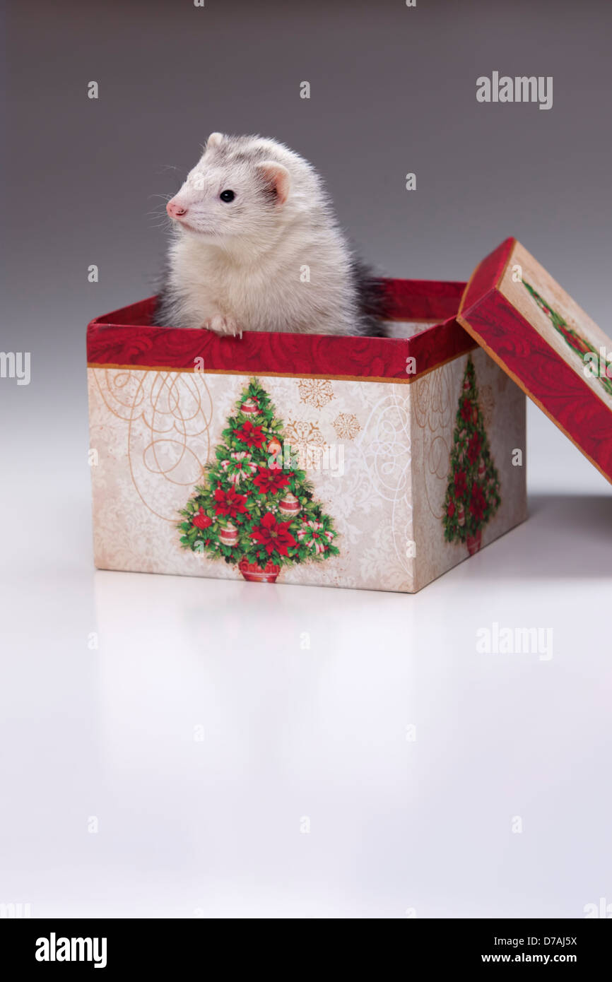 Ferret in a Christmas box Stock Photo - Alamy