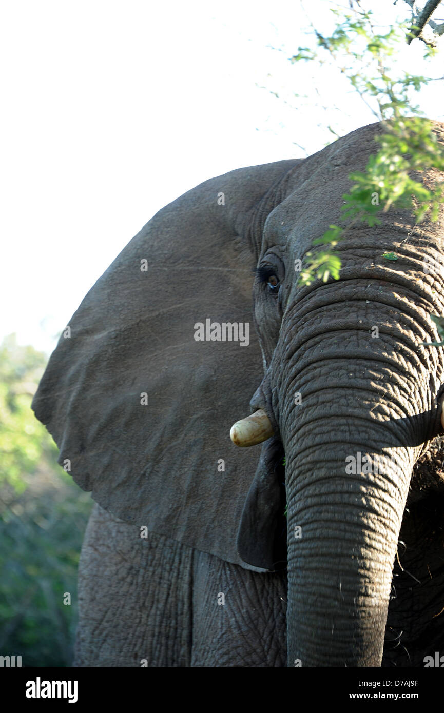 Elephant head hi-res stock photography and images - Alamy