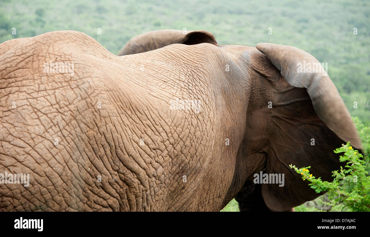 Back view elephants hi-res stock photography and images - Alamy
