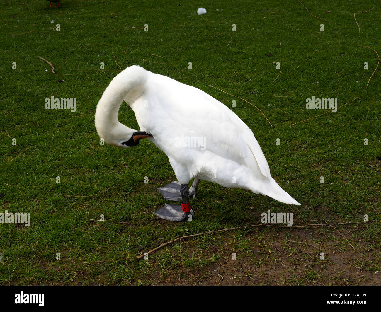Preening Swan High Resolution Stock Photography and Images - Alamy