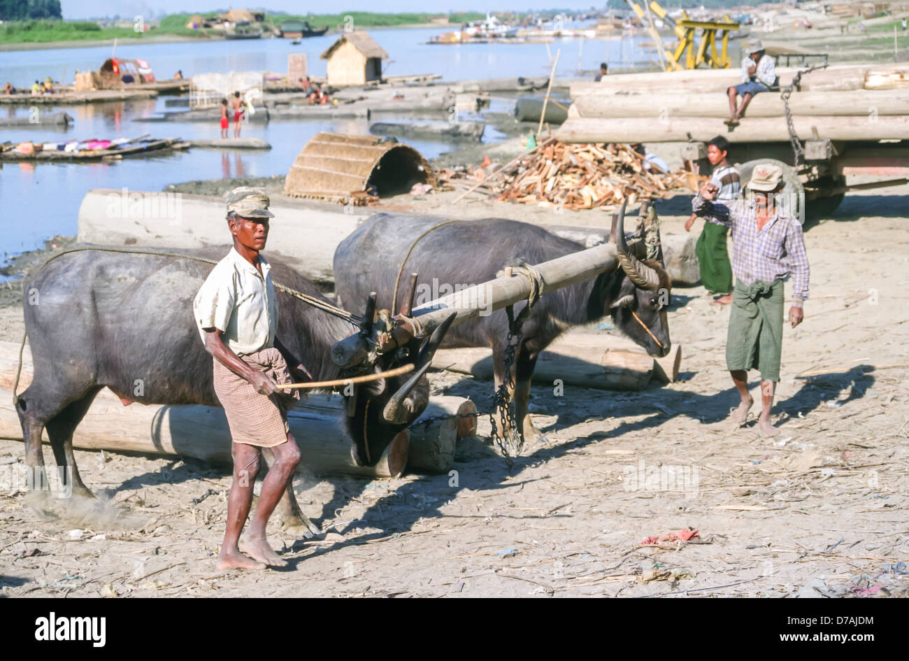 Local third world lifestyle: yoked Buffalo hauling logs on the banks of ...