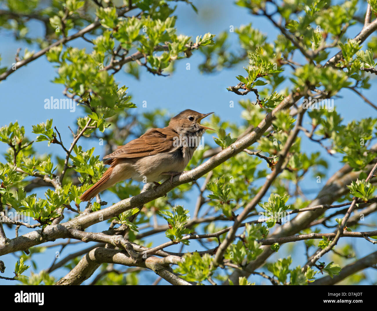 Nightingale, Luscinia megarhynchos In Song. Spring. UK Stock Photo - Alamy
