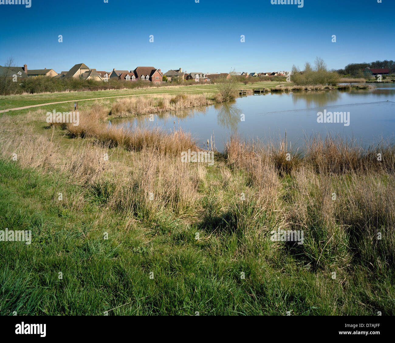 Lake Ewart Cambourne Country Park Cambridgeshire England Stock Photo ...