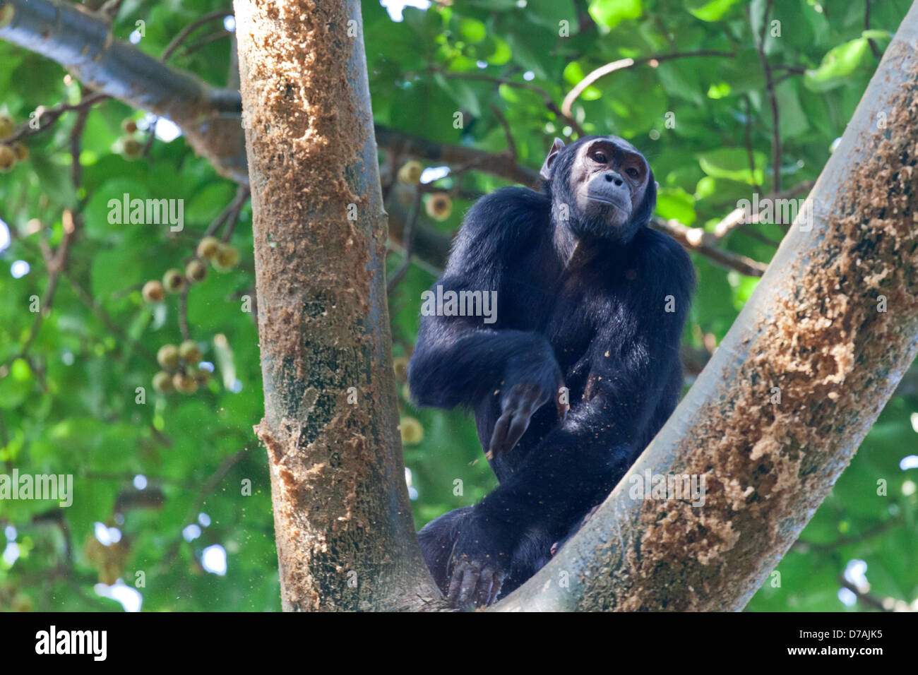 Chimpanzee climbing up a tree. Kibale Forest National Park, Uganda ...
