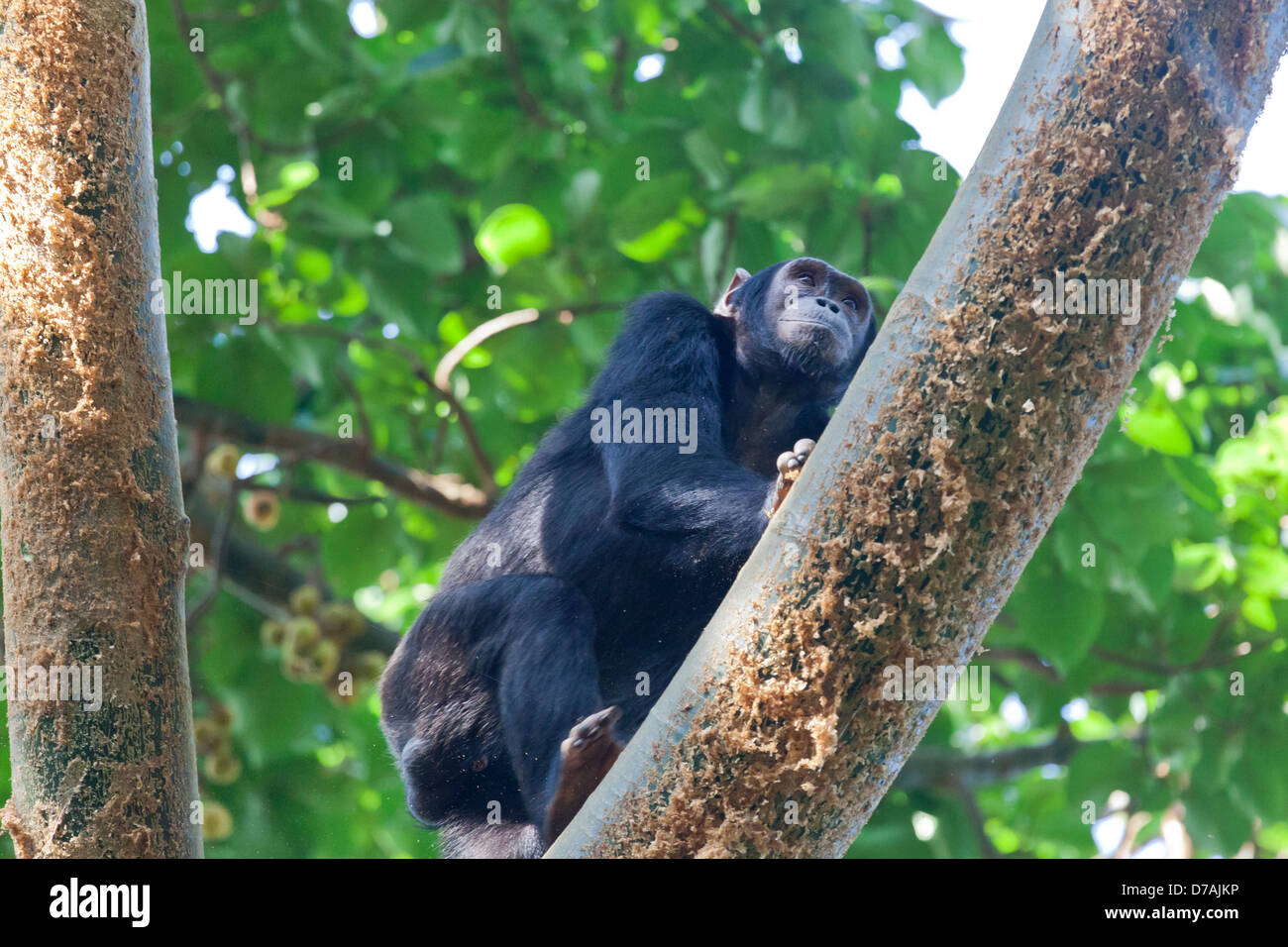 Chimpanzee climbing up a tree. Kibale Forest National Park, Uganda ... Chimpanzee climbing up a tree. Kibale Forest National Park, Uganda ...