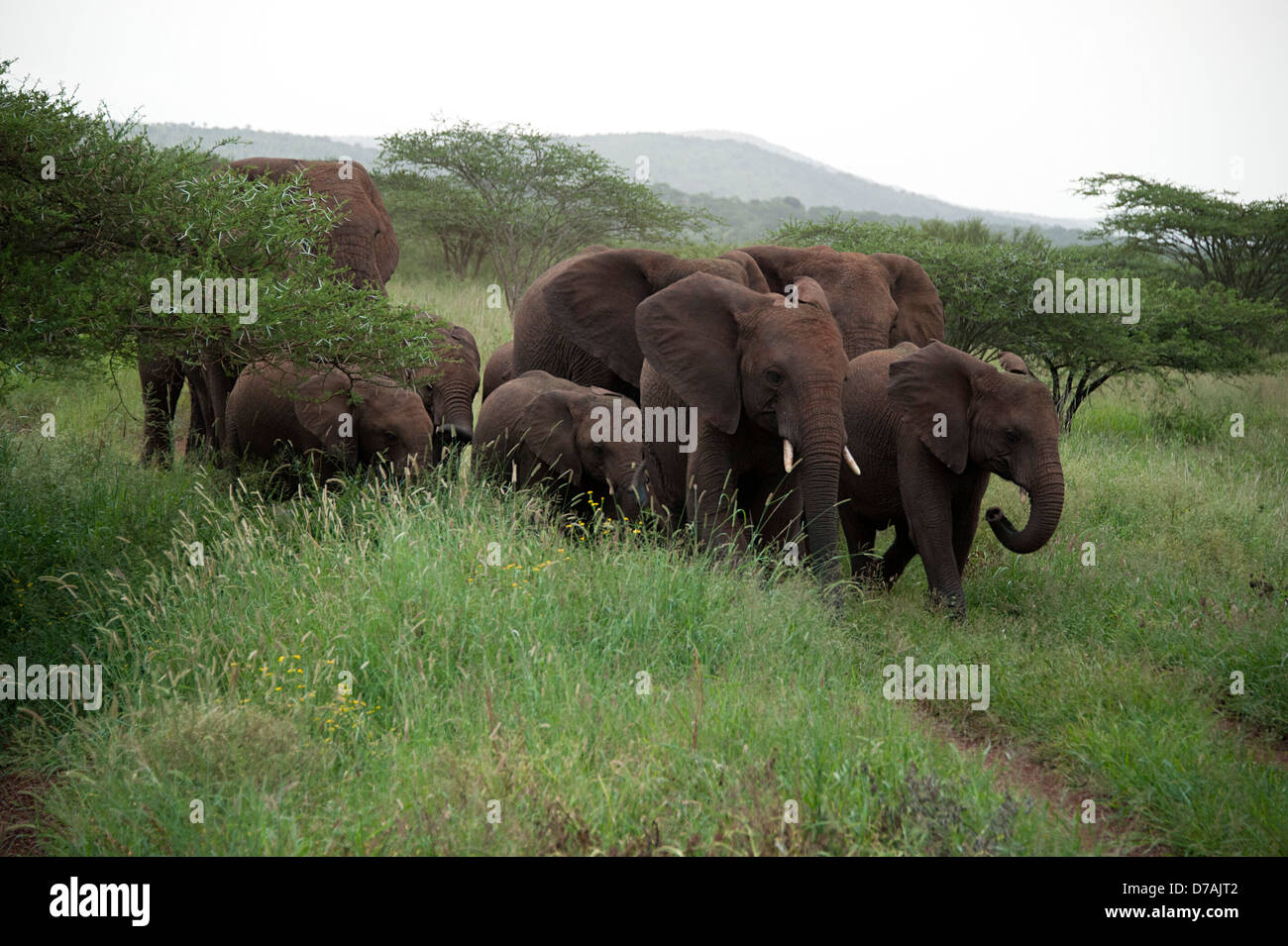 Elephants in the wild in Thanda Game Reserve KwaZulu-Natal, South ...