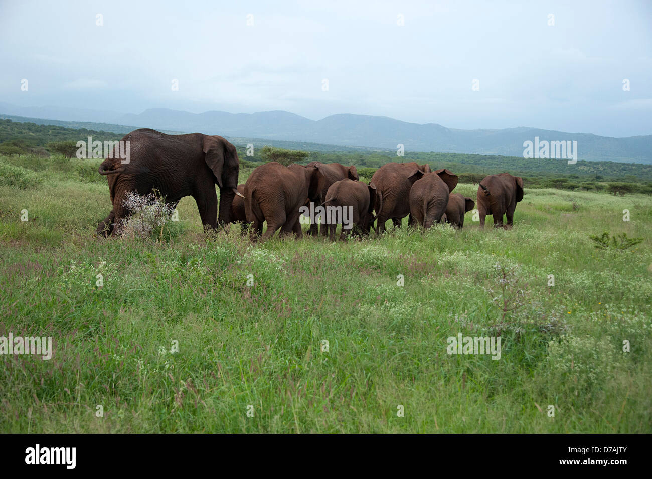 Elephants in the wild in Thanda Game Reserve KwaZulu-Natal, South ...