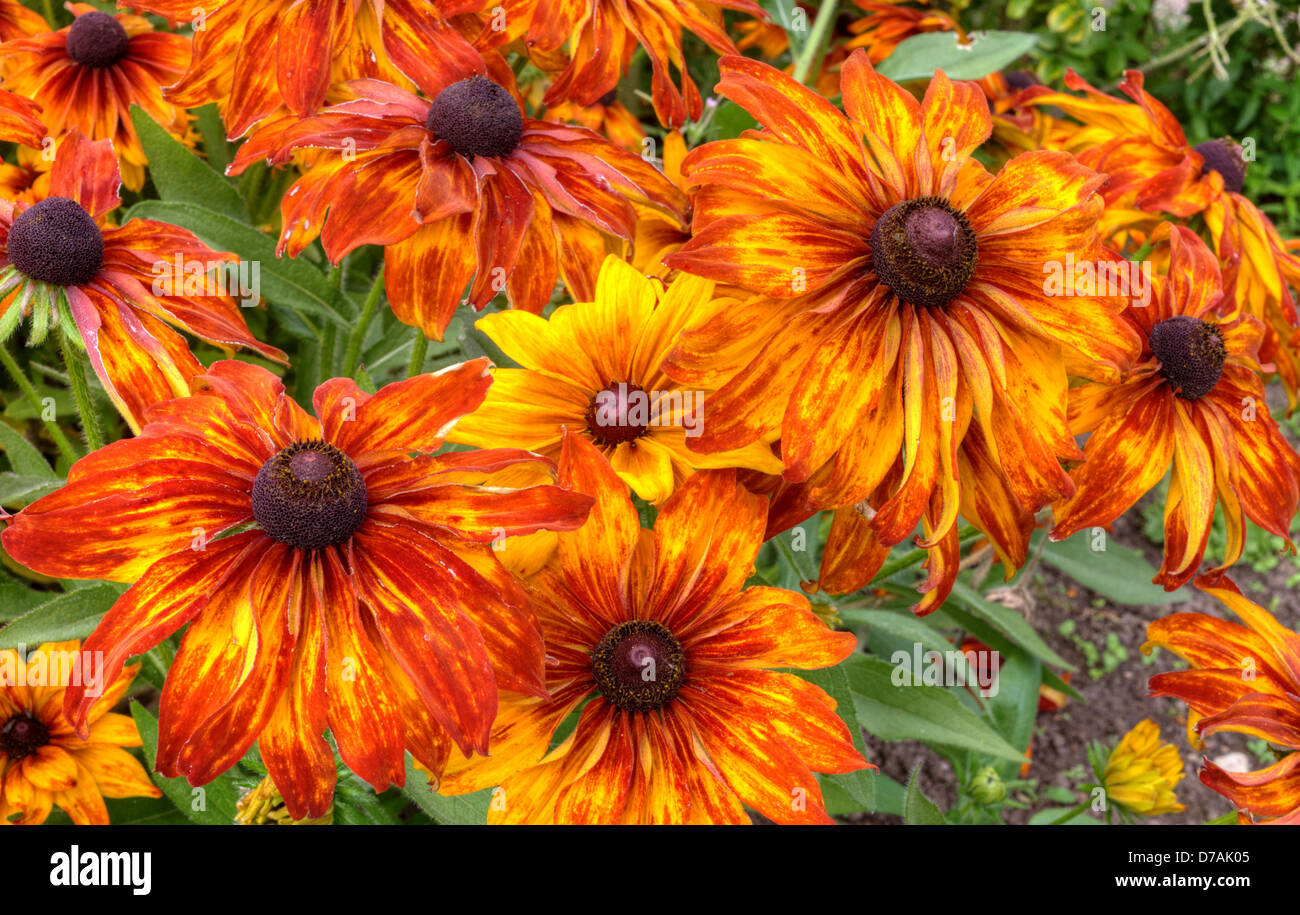 Bright orange flowers Sneezeweed - Helenium autumnale in a garden Stock ...