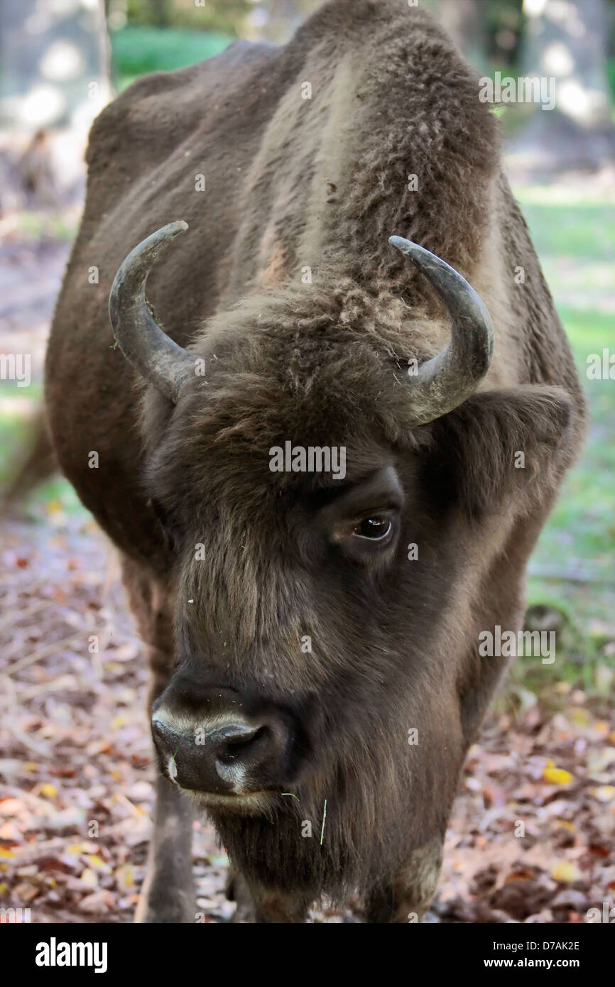 Bison bull head hi-res stock photography and images - Alamy