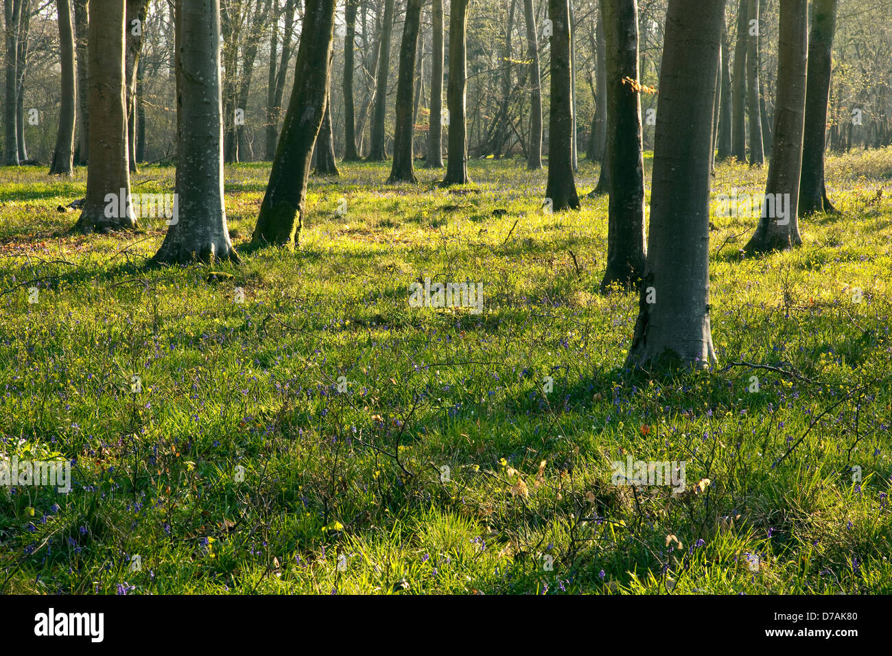Spring sunshine and new leaves in woodland in the UK Stock Photo - Alamy