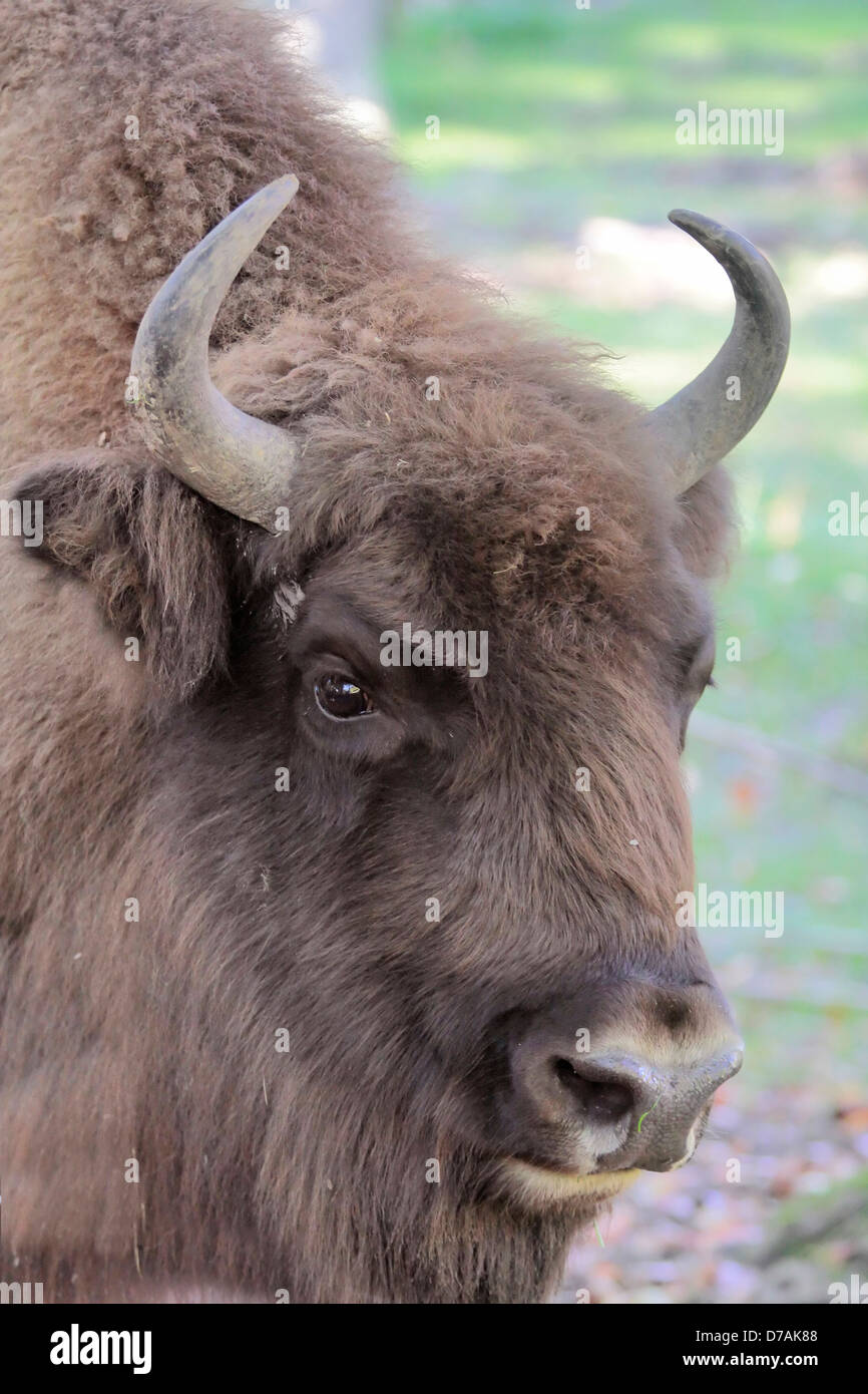 Bison head hi-res stock photography and images - Alamy