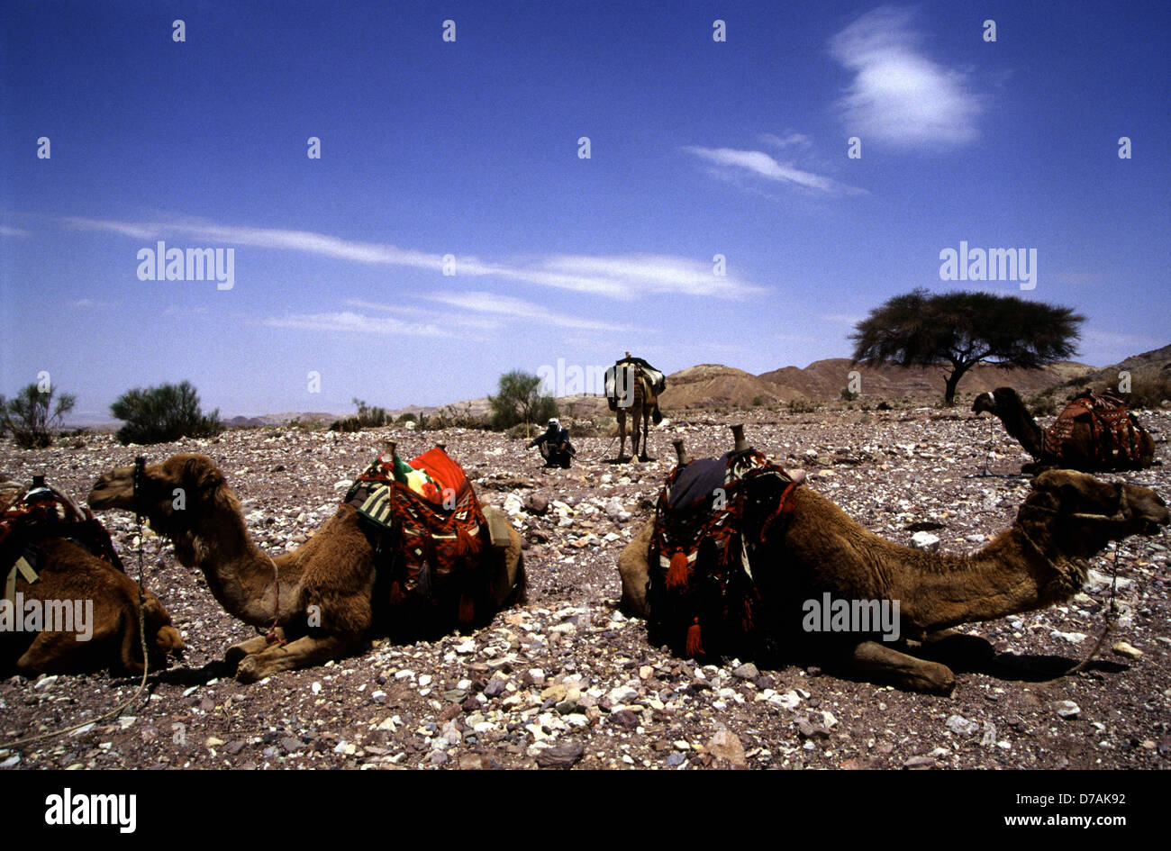 A Bedouin man sits amid saddled camels sitting down in the desert of ...