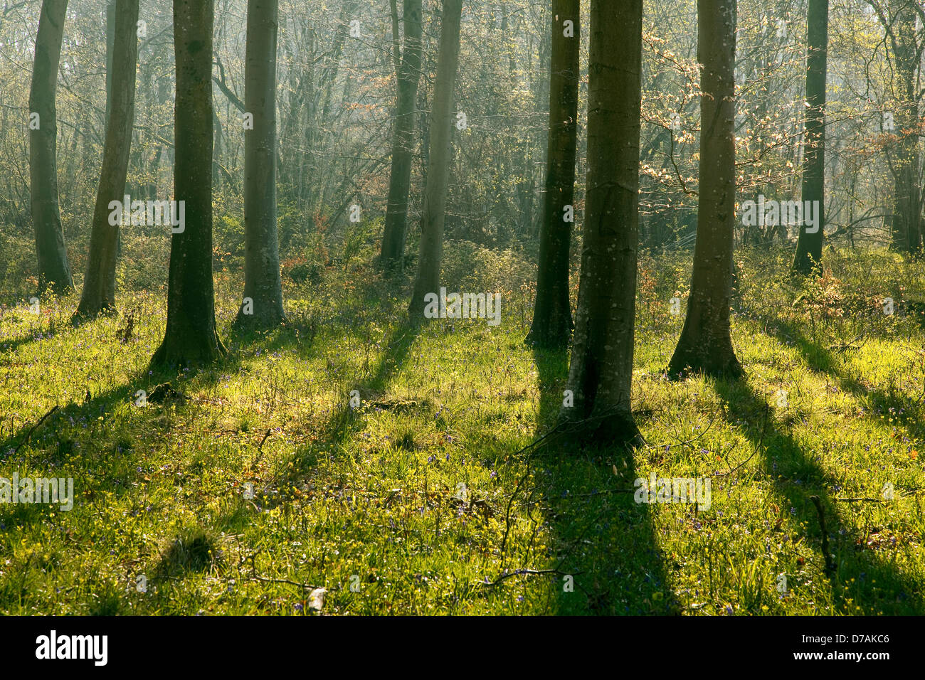 Spring sunshine and new leaves in woodland in the UK Stock Photo - Alamy