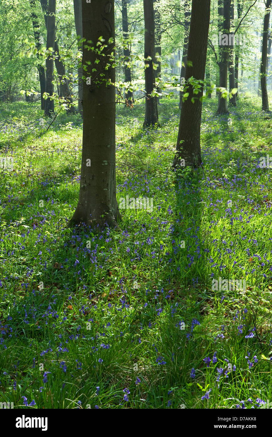 Spring sunshine and new leaves in woodland in the UK Stock Photo - Alamy
