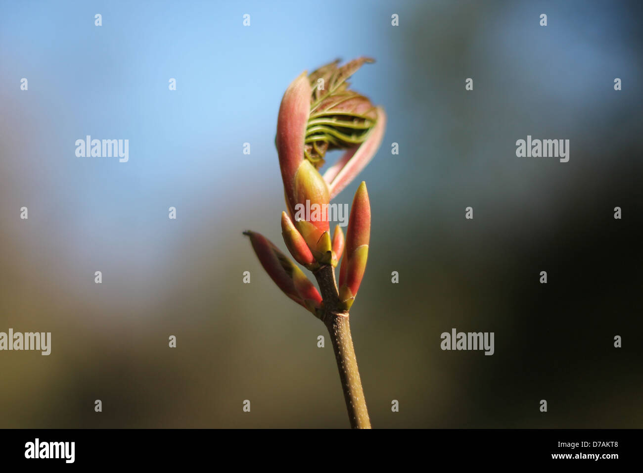 Bud in the sun Stock Photo - Alamy