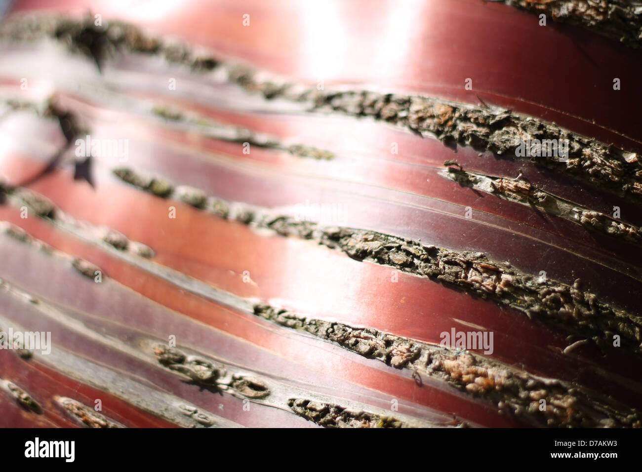 Beautiful and unusual bark on a tree Stock Photo - Alamy