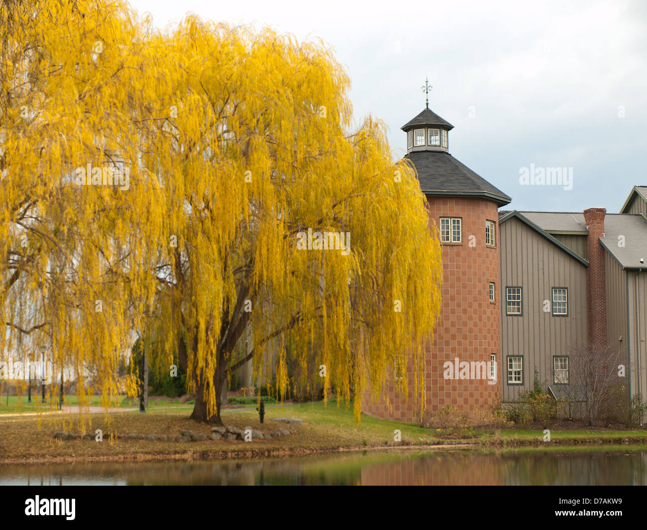 huge willow tree and building with turret in autumn. The grounds of ...