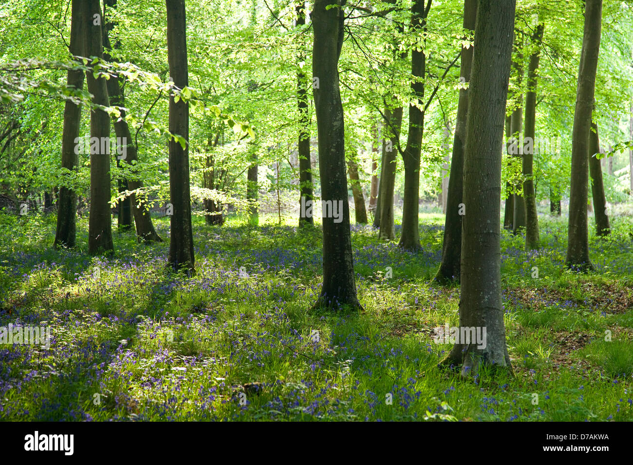 Spring sunshine and new leaves in woodland in the UK Stock Photo - Alamy