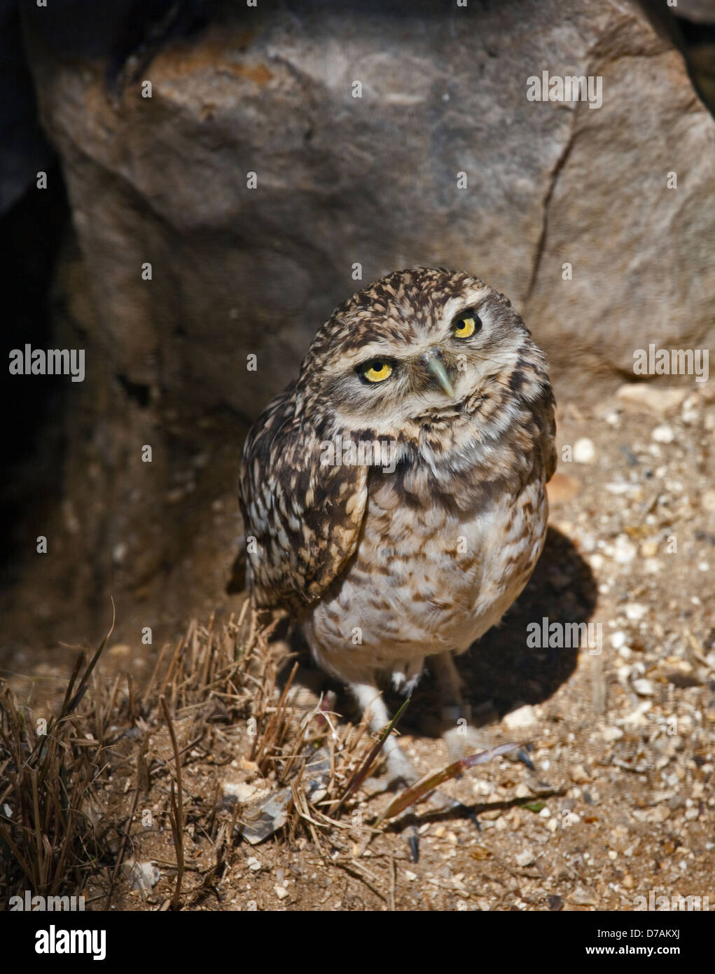 Outside burrow hi-res stock photography and images - Alamy