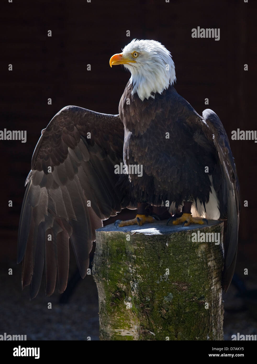 Alaskan Bald Eagle (haliaeetus leucocephalus Stock Photo - Alamy
